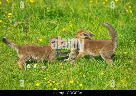 European red fox (Vulpes vulpes), cub looking alert, on field, Lower ...