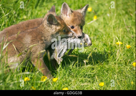Wild fox chasing rabbit Stock Photo: 57877768 - Alamy