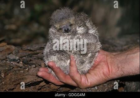 MANED THREE-TOED SLOTH in tree Bradypus torquatus Atlantic Forest ...