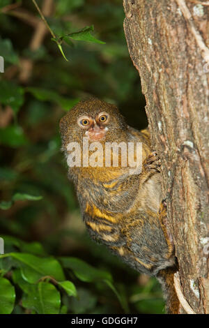 Pygmy marmoset sitting on a tree branch looking down towards the ground ...