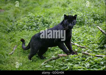 Standing Black Panther (Panthera pardus) with curled tail resting on ...