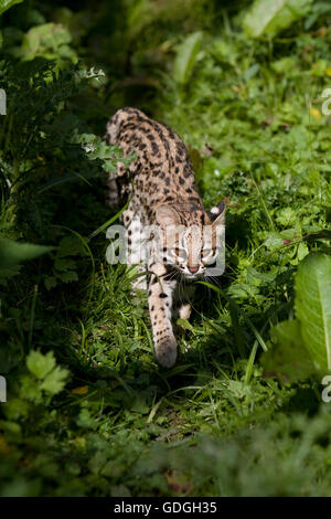 Oncilla, Oncilla, Oncillas, tiger cat, ocelot cat, tiger cats, ocelot ...