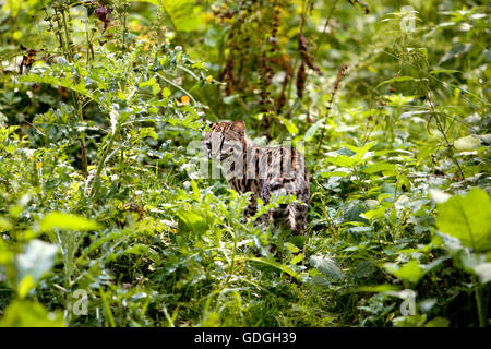 Tiger Cat or Oncille, leopardus tigrinus Stock Photo - Alamy