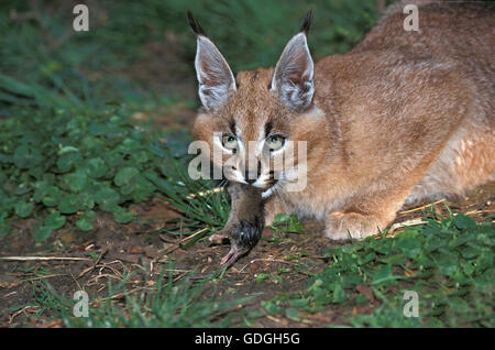 Caracal, caracal caracal, Adult eating Mouse Stock Photo - Alamy