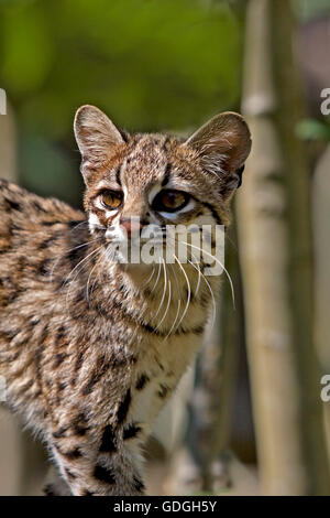Oncilla, Oncilla, Oncillas, tiger cat, ocelot cat, tiger cats, ocelot ...