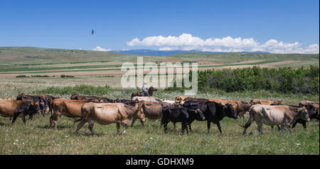 cows on the field being led by a horseman Stock Photo - Alamy