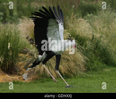 Secretary Bird attacking snake Stock Photo - Alamy