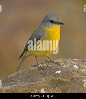 Eastern Yellow Robins (Eopsaltria Australis) are very cheeky - and one ...