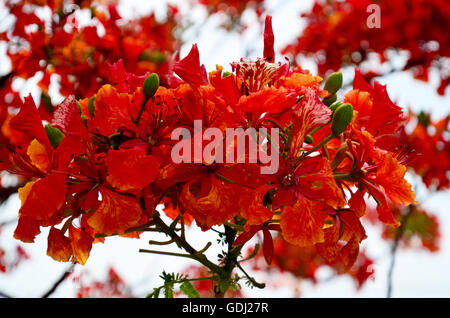 Mauritius Flamboyant tree flame tree Delonix regia blossoming blossom ...