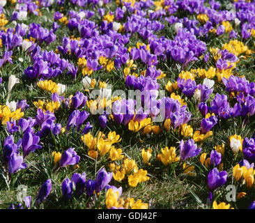 botany, crocus, (Crocus), cultivar in meadow Stock Photo - Alamy