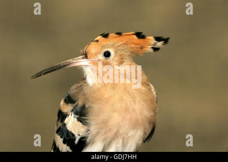 zoology / animals, avian / birds, Hoopoe, (Upupa epops), sitting on ...