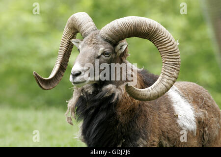 zoology / animals, mammal / mammalian, sheep, (Ovis), cubs, white lamb ...