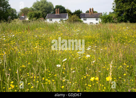 Wildflowers on Mellis Common the largest area of unfenced Medieval ...
