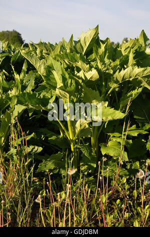 Cultivation of Cup plant (Silphium perfoliatum), a plant native to ...