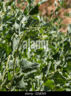 Mediterranean Saltbush (Atriplex halimus Stock Photo - Alamy