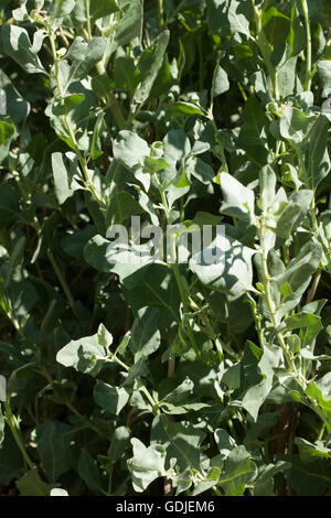 Atriplex halimus L Atriplex halimus L Stock Photo - Alamy
