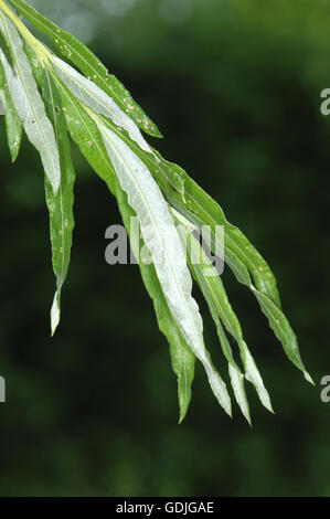 Osier Willow Tree, Salix viminalis, Salicaceae, Female Tree with ...