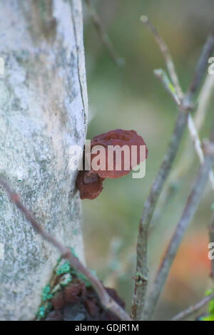 Young jelly ear fungus, Auricularia auricula judae, growing on a tree ...