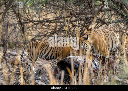 Bengal Tiger eating a meal of its kill Nilgai or blue bull antelope at ...