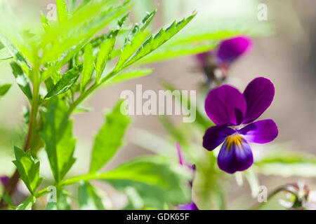 Colorful pansy (pensee) flower plant natural background. Close up Stock ...