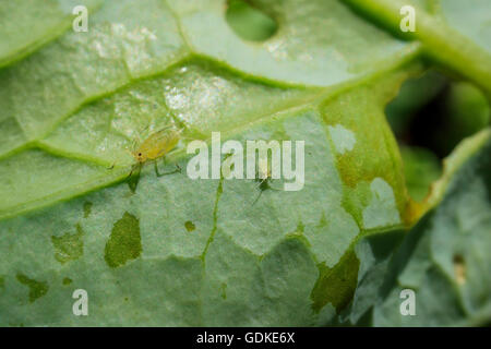 Pests - Aphid on the Kale, harming the plant Stock Photo - Alamy