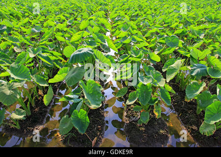 A field of taro plants growing in Hawaii Stock Photo - Alamy