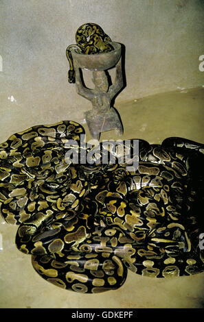 The Temple of Pythons in Ouidah, Benin is a small room housing 50 or ...