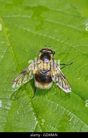 A bumble-bee mimic hoverfly (Volucella bombylans) basking on a stone in ...