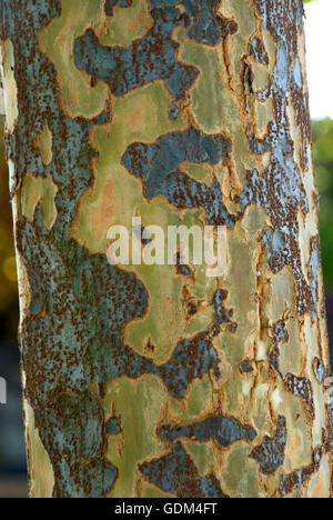 Ulmus parvifolia 'Allee' , Lacebark elm Stock Photo - Alamy