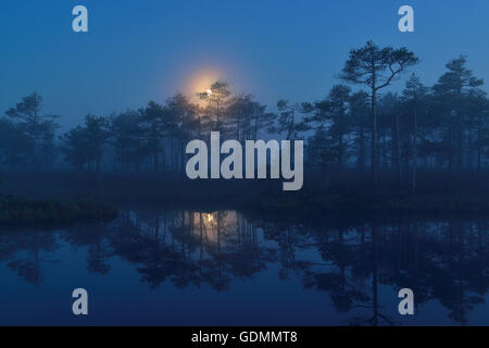 Misty summer night at the bog pool Stock Photo - Alamy
