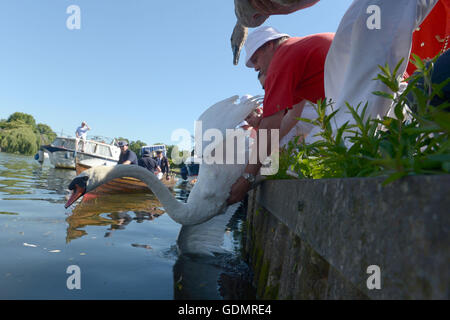 Swan Uppers release a swan and its cygnets, during the ancient ...