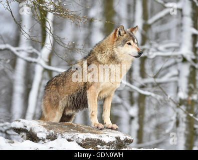 eastern timber wolf Stock Photo - Alamy