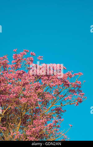 Pink trumpet tree with copy space, sakura like flower bloom yearly in ...