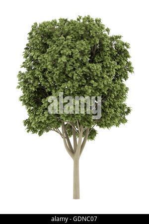 Common Ash Tree Stock Photo - Alamy