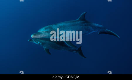 Two American bottle nose dolphins close up Stock Photo - Alamy
