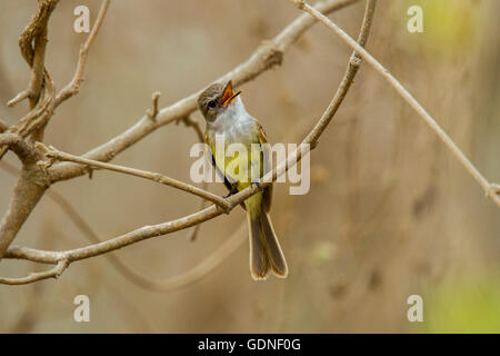 Flammulated Flycatcher Deltarhynchus flammulatus Tehualmixtle, Jalisco ...
