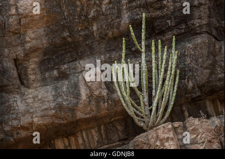 Euphorbias, Euphorbia caducifolia, Euphorbiaceae, Ranthabore National ...