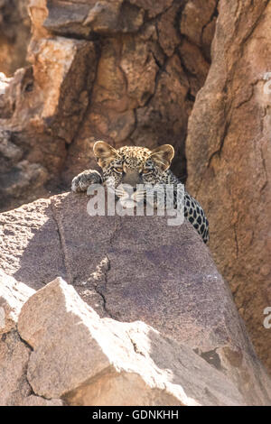 Cat relaxes in the morning sunlight Stock Photo - Alamy