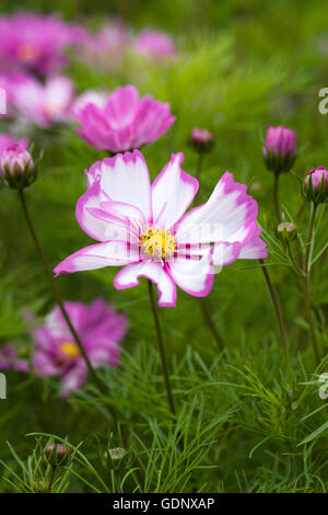 Cosmos flower Cosmos "Capriola" Pink white Stock Photo - Alamy