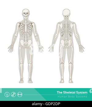 Skeleton structure back and front view, human bones Stock Vector Image ...