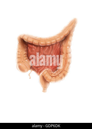 General colon anatomy Stock Photo - Alamy