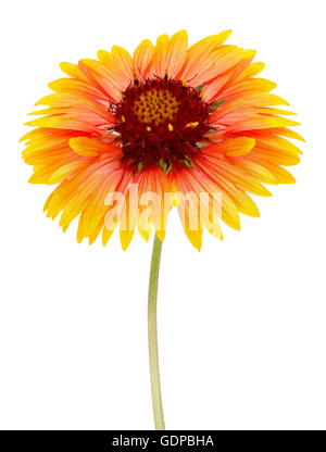 yellow flower isolated on white background Stock Photo - Alamy