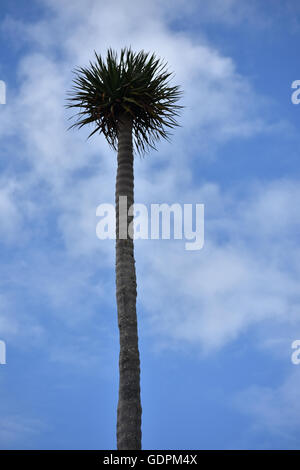 Tall palm tree with smooth trunk surface Stock Photo - Alamy