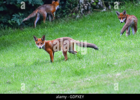 A group of baby fox cubs in a field of grass Stock Photo - Alamy