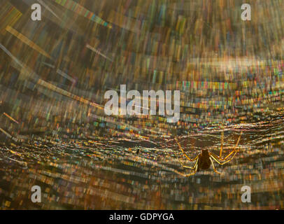 sheet-web spider, Money Spider, sheet-web weaver, line-weaving spider ...