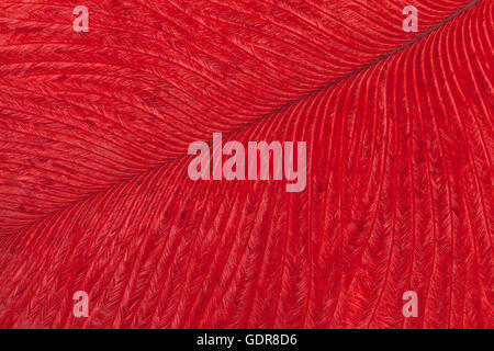 Texture of bright red ostrich feather closeup. Macro Stock Photo - Alamy