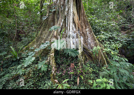 Buttress root tree, Acomat Boucan (Sloanea caribaea), Guadeloupe ...
