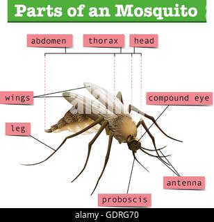 Different parts of mosquito Stock Vector Image & Art - Alamy
