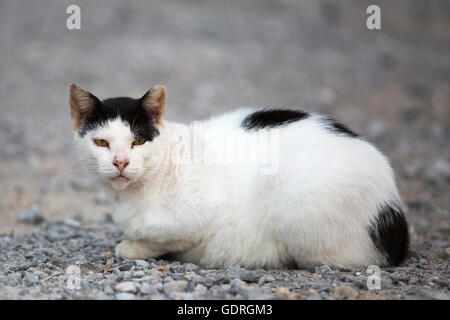 Stray cat missing tip of ear sitting in parking lot Stock Photo - Alamy
