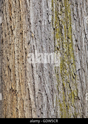 Tree bark background Stock Photo - Alamy